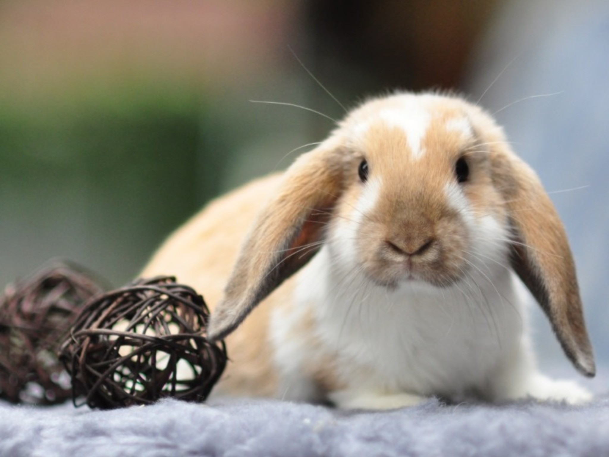 Hoppler sucht Heim - Linz