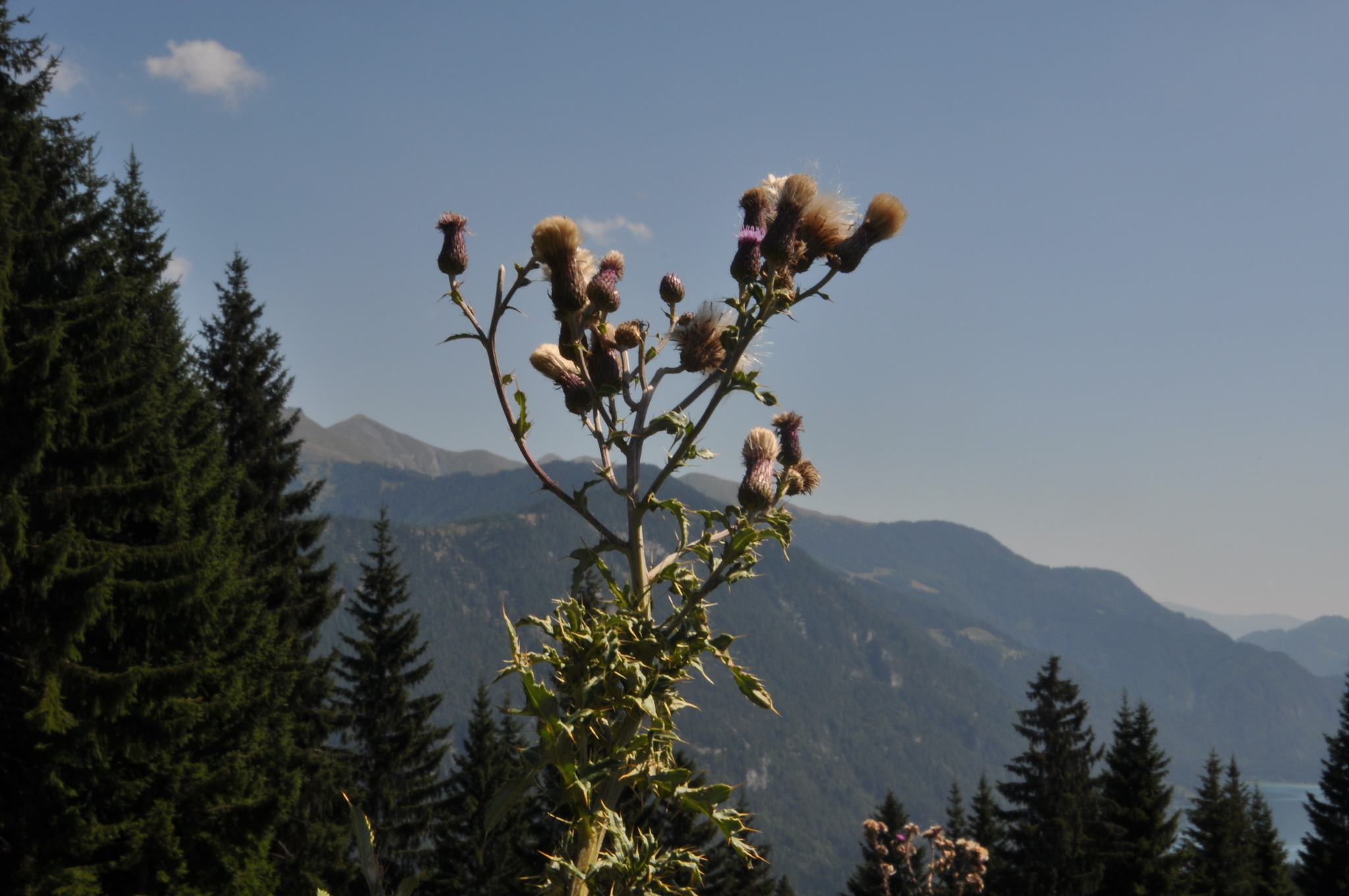 Distel hoch über dem Weißensee - Spittal