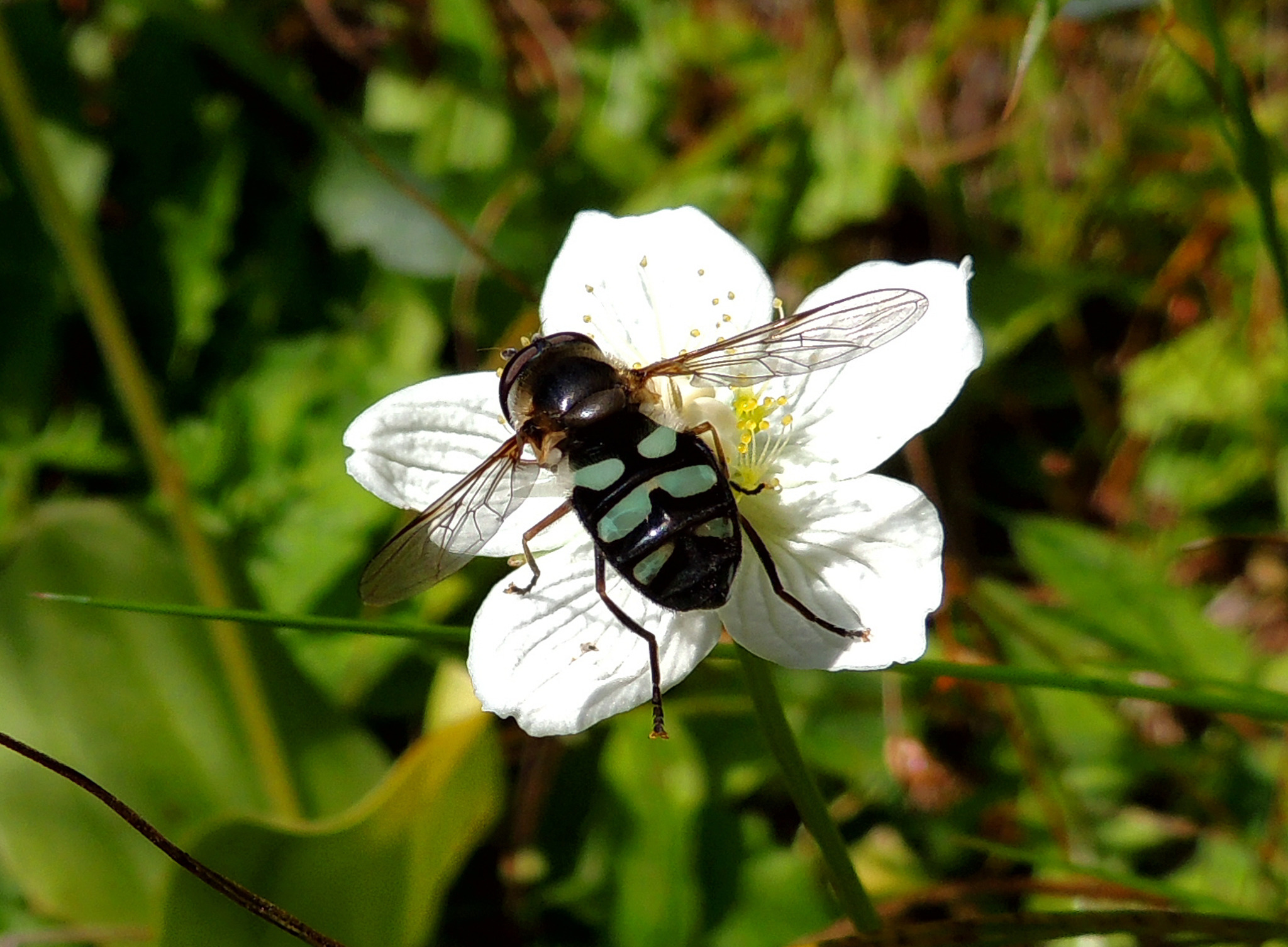 Didea alneti auf Sumpf-Herzblatt - Lungau