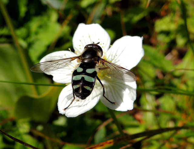 Didea alneti auf Sumpf-Herzblatt - Lungau
