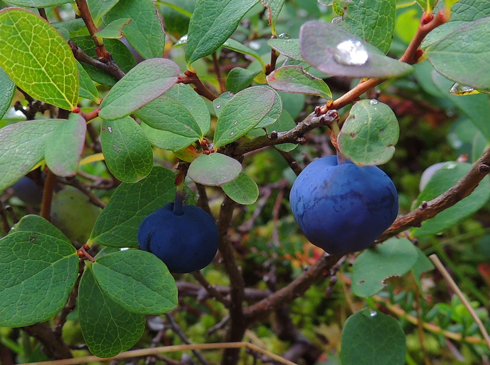 Rauschbeere (Vaccinium uliginosum) - Lungau