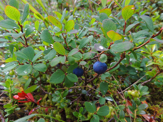 Rauschbeere (Vaccinium uliginosum) - Lungau