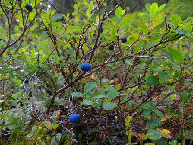 Rauschbeere (Vaccinium uliginosum) - Lungau