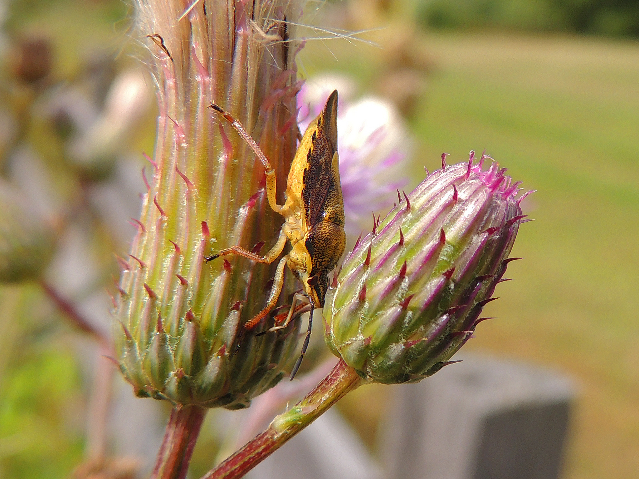 Eine Art der Wanze - Lungau