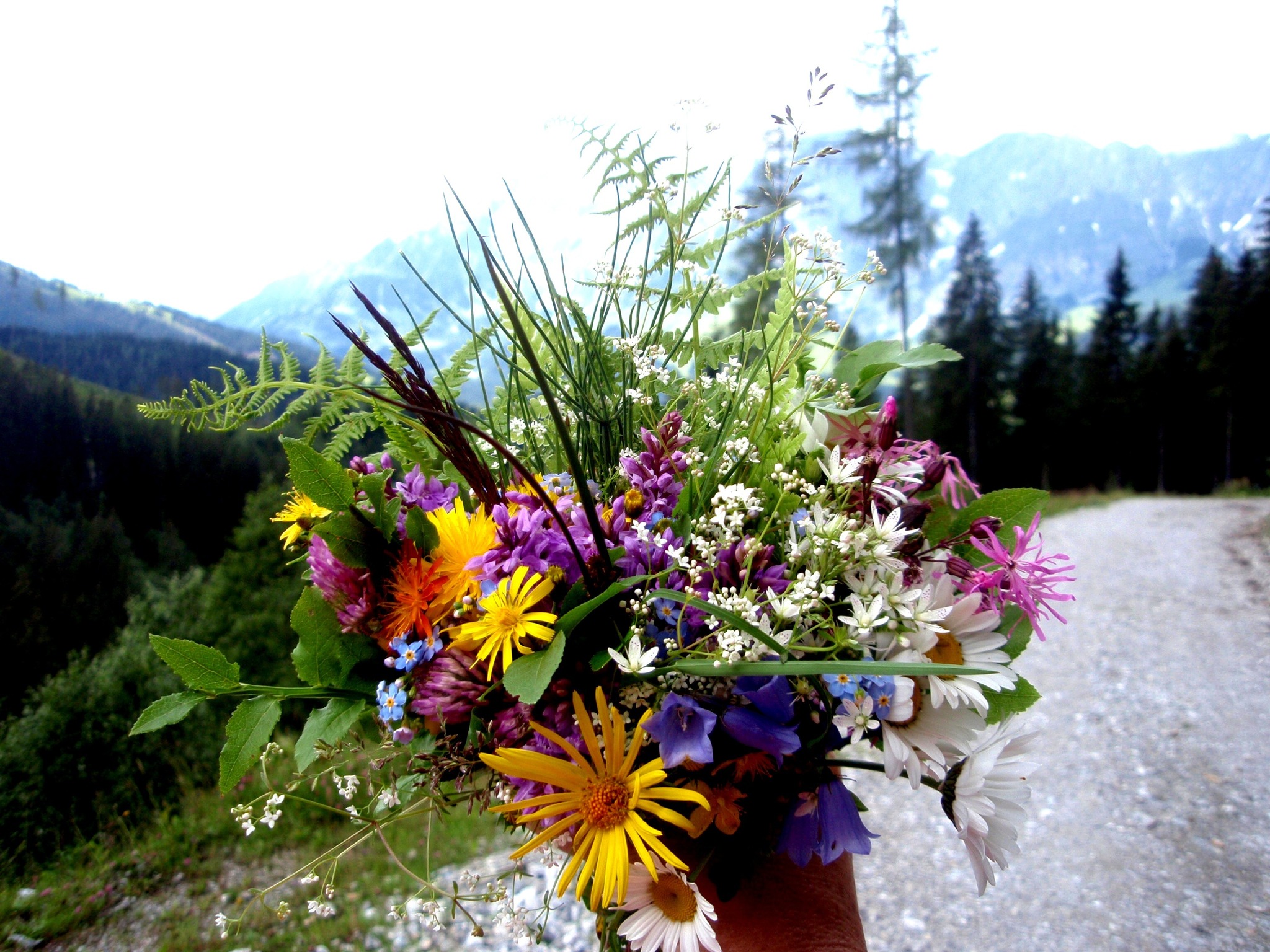 blumen am wegrand - Pongau