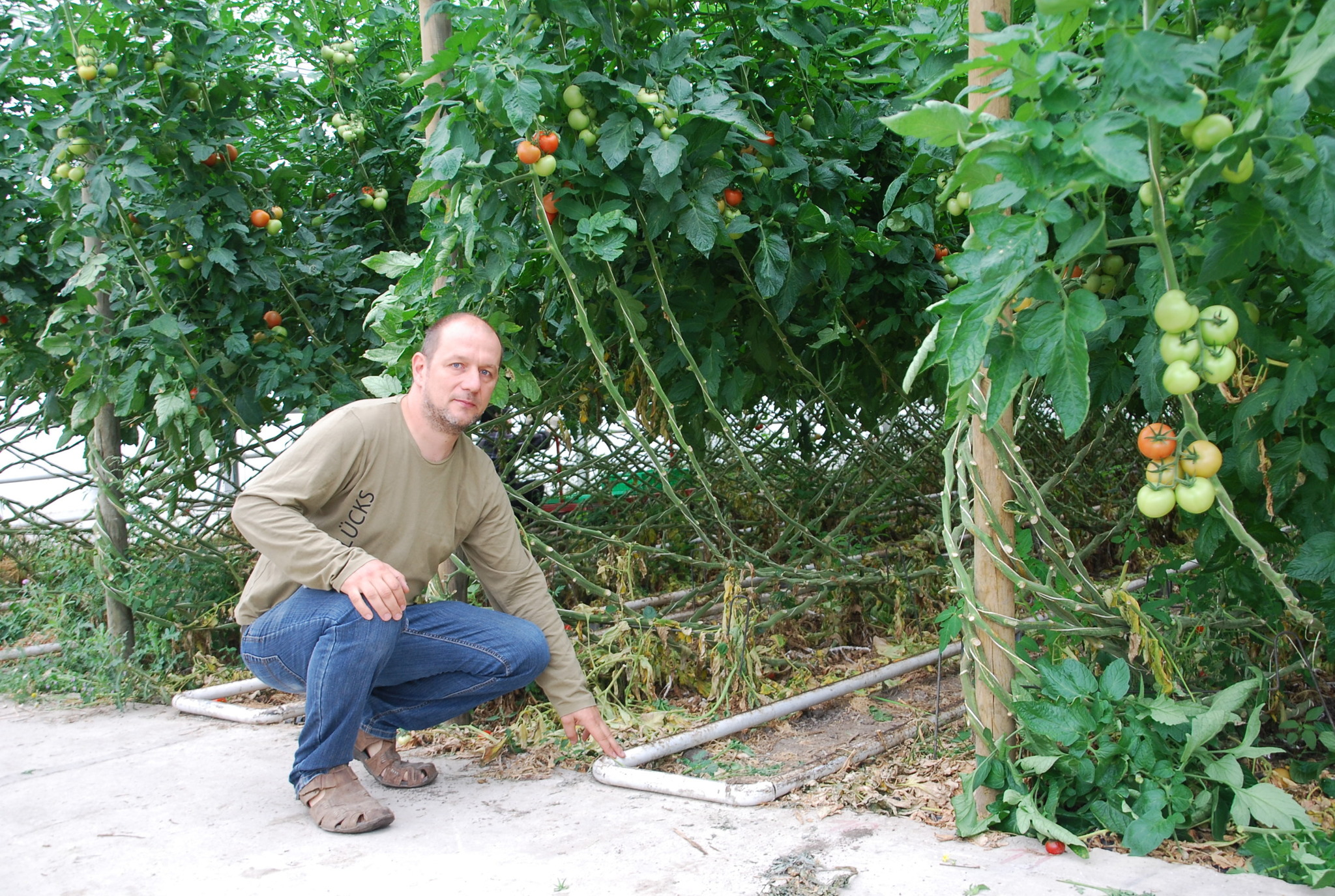 Zwerndorf unter Biostrom - Gänserndorf