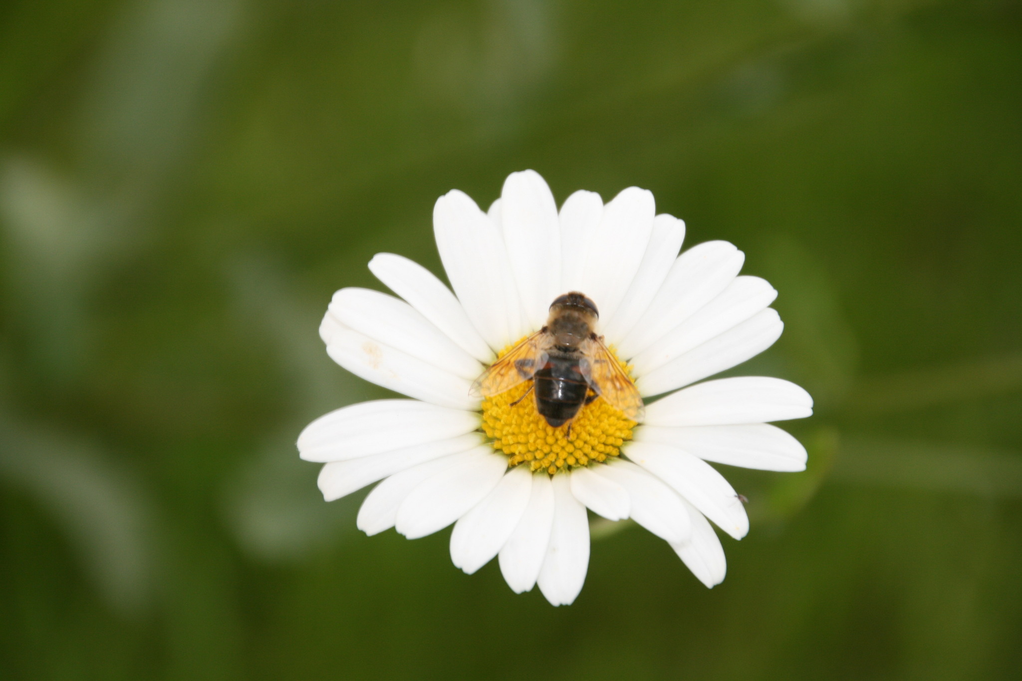 Eine glückliche Biene - Liezen