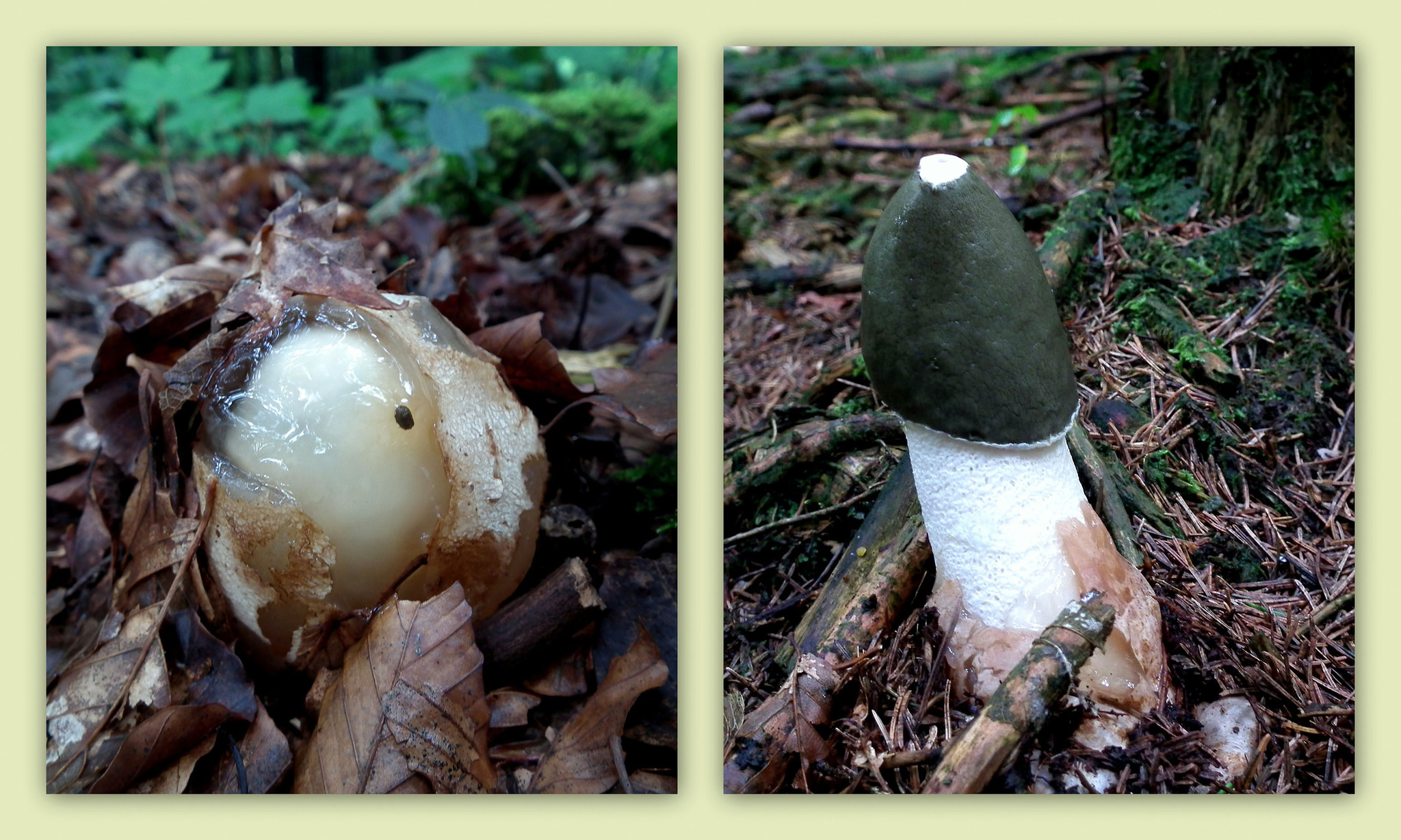 Aus dem Hexenei wird eine Stinkmorchel - Tennengau