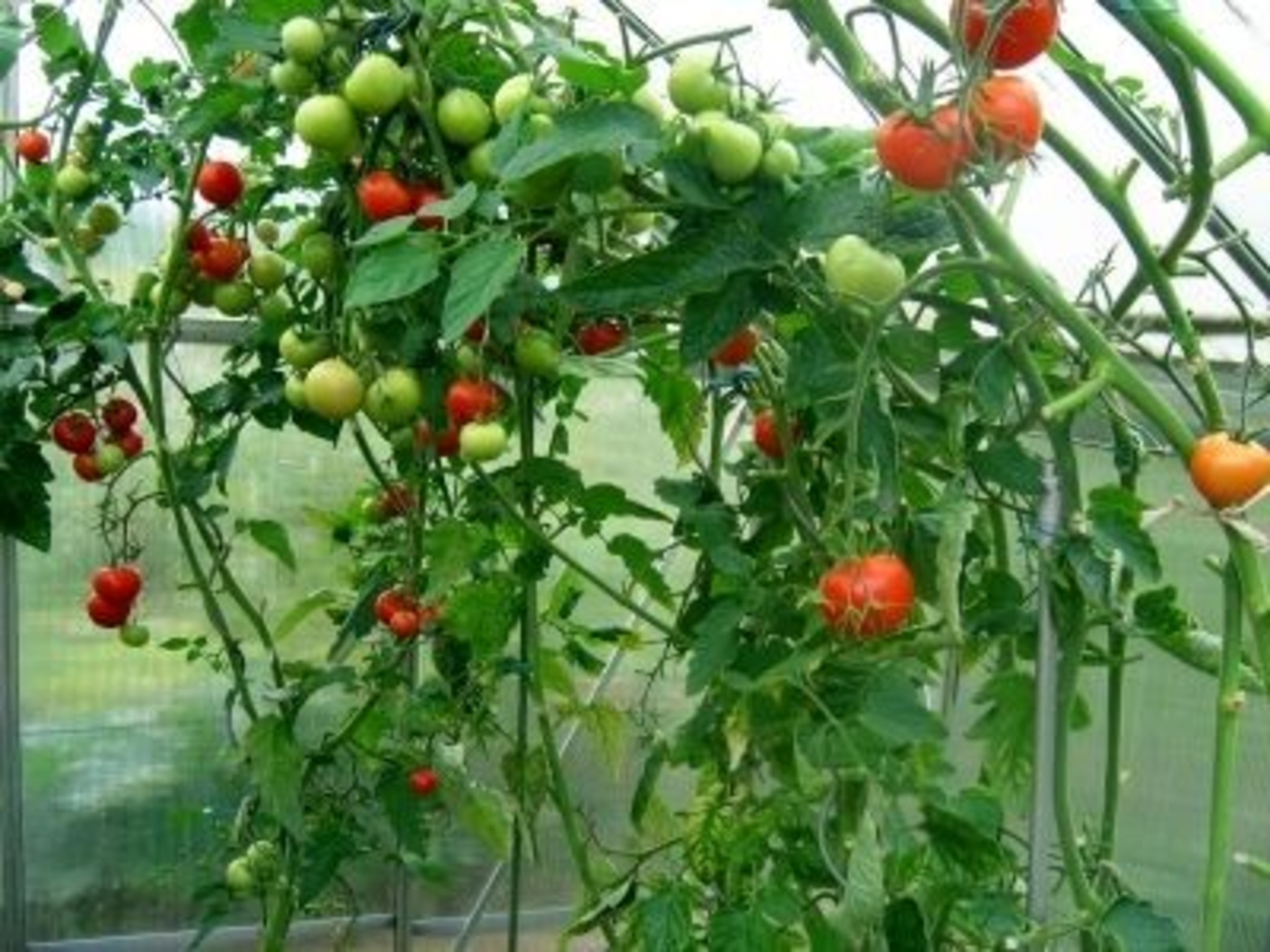 Frutura-Gemüsewelt nimmt konkrete Formen an - Hartberg-Fürstenfeld