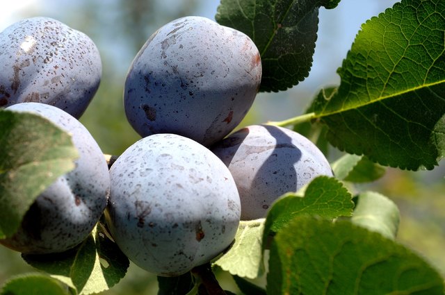 Erntefrische Stanzer Zwetschken bei MPREIS - Landeck
