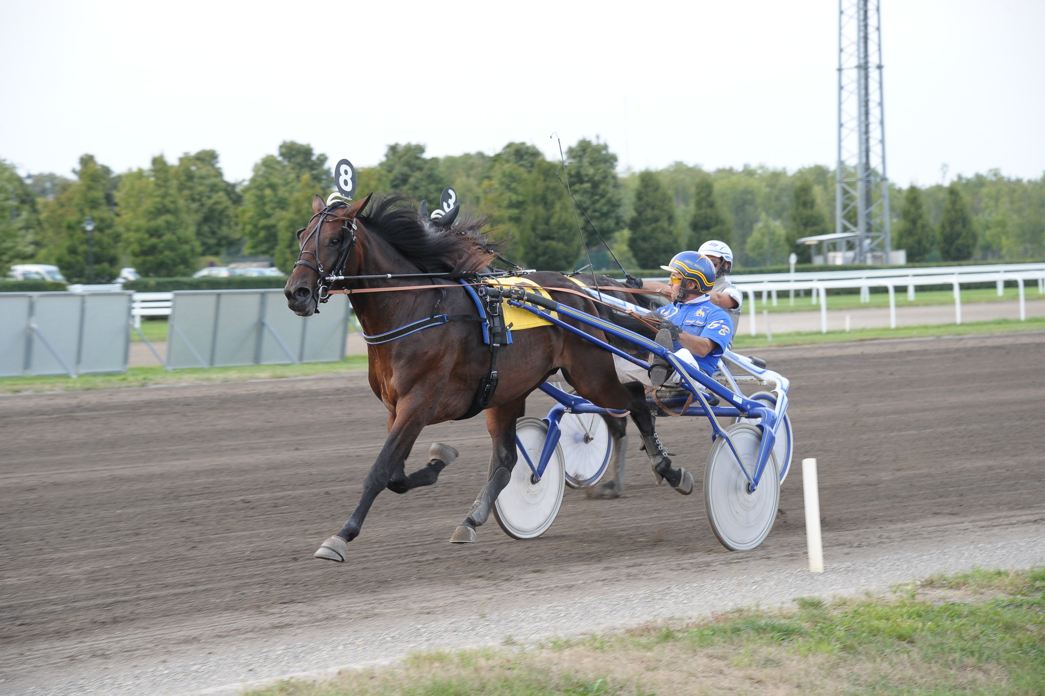 MAGNA RACINO Renntag News: Favoritensieg von Tosca Victory und Gerhard ...
