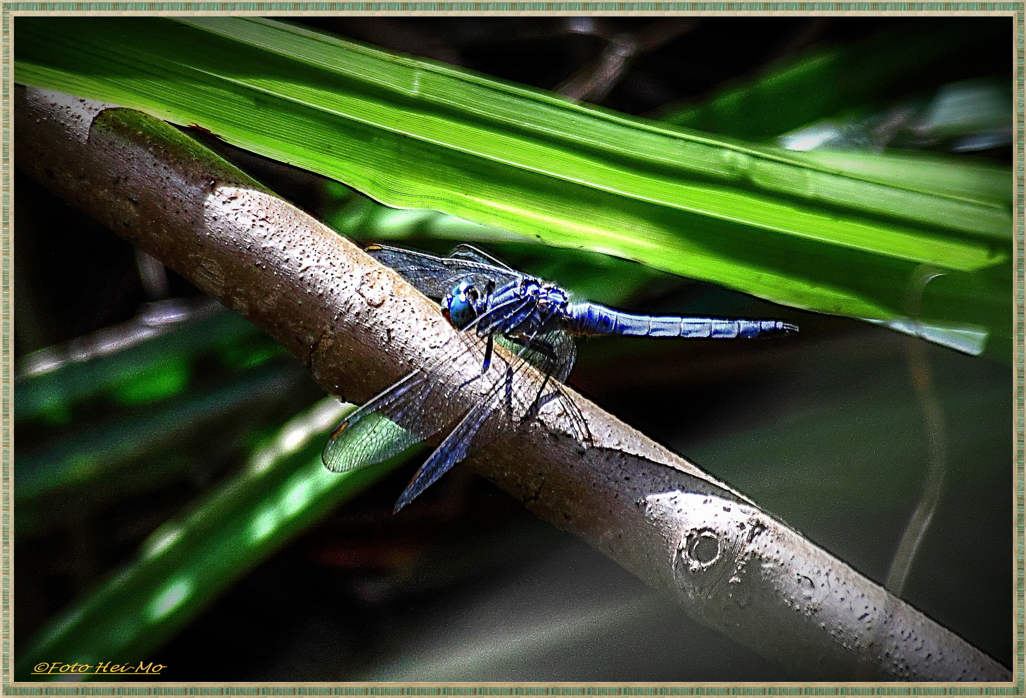 Eine schöne, blaue Libelle - Ottakring