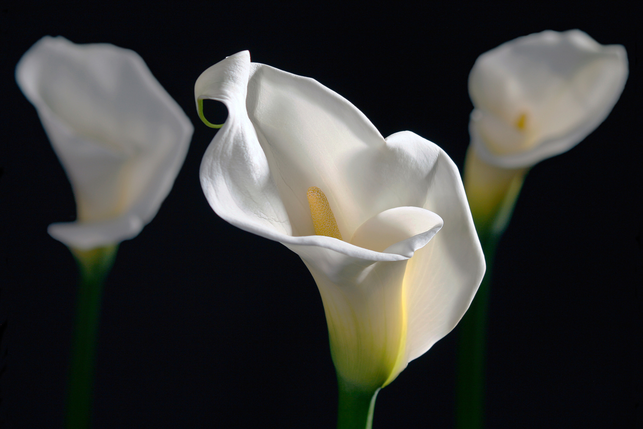 Calla # 0925 - Landeck