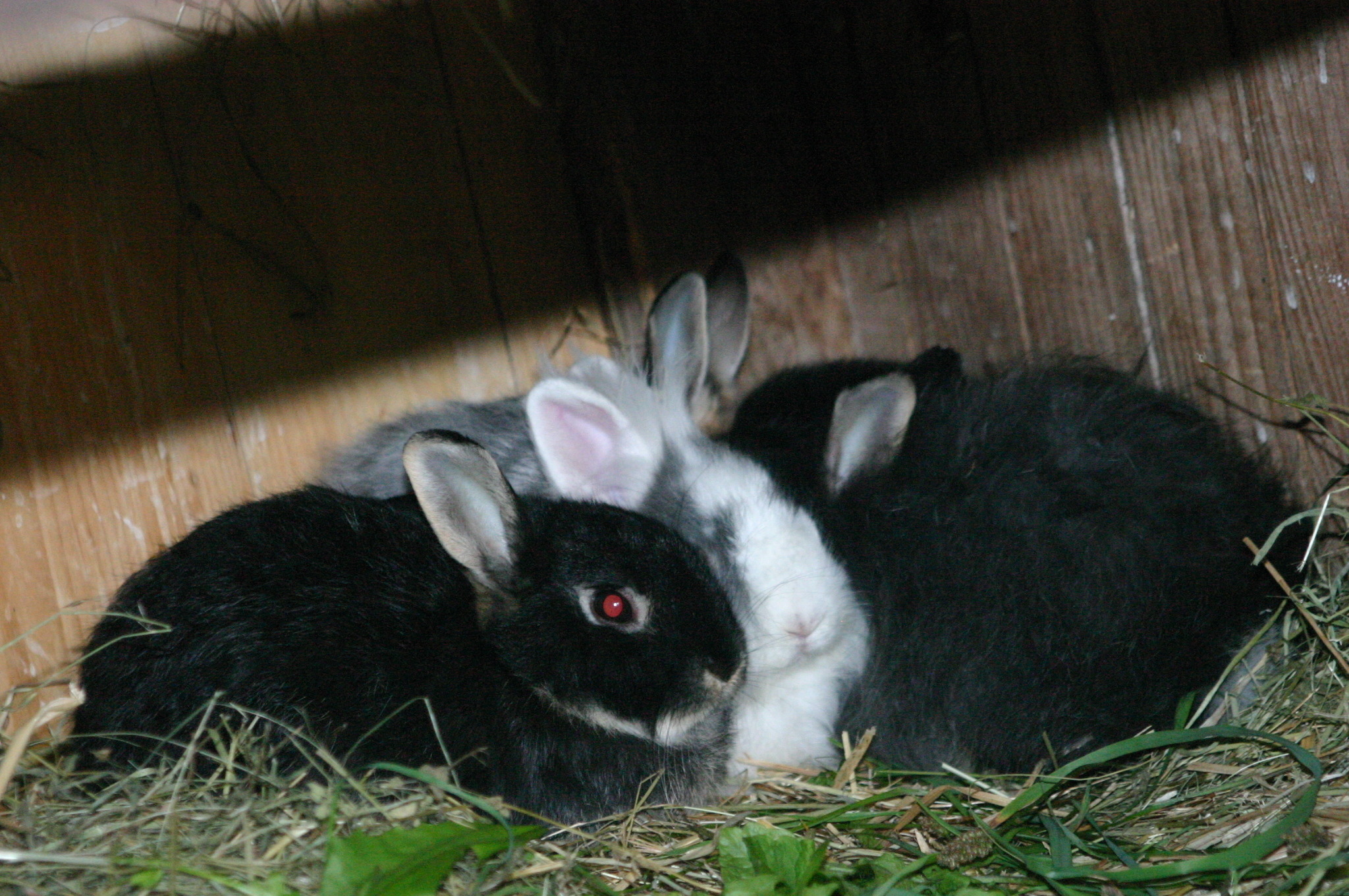 Rettung für Baby- Hasen - Amstetten