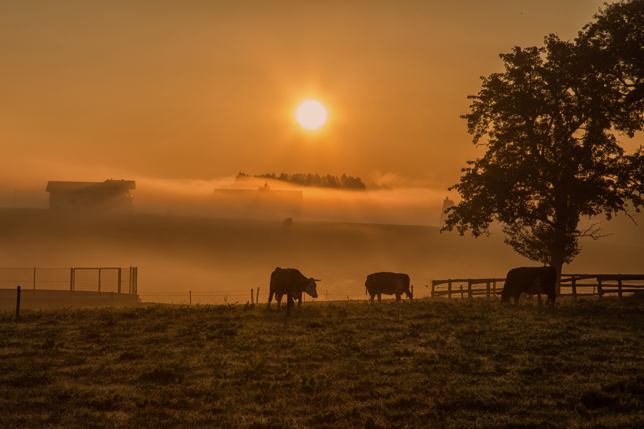 Septembermorgen auf dem Land - Tennengau