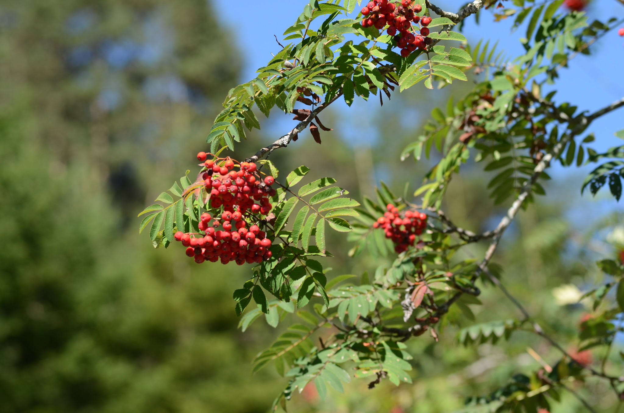 Die Eberesche (Sorbus aucuparia) und die Vögel - Stubai-Wipptal
