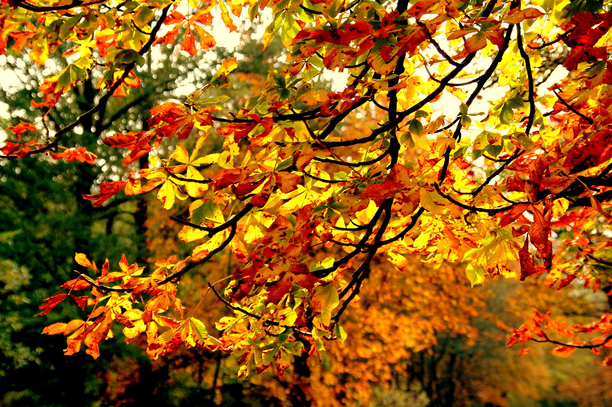 Herbstbeginn - Leopoldstadt