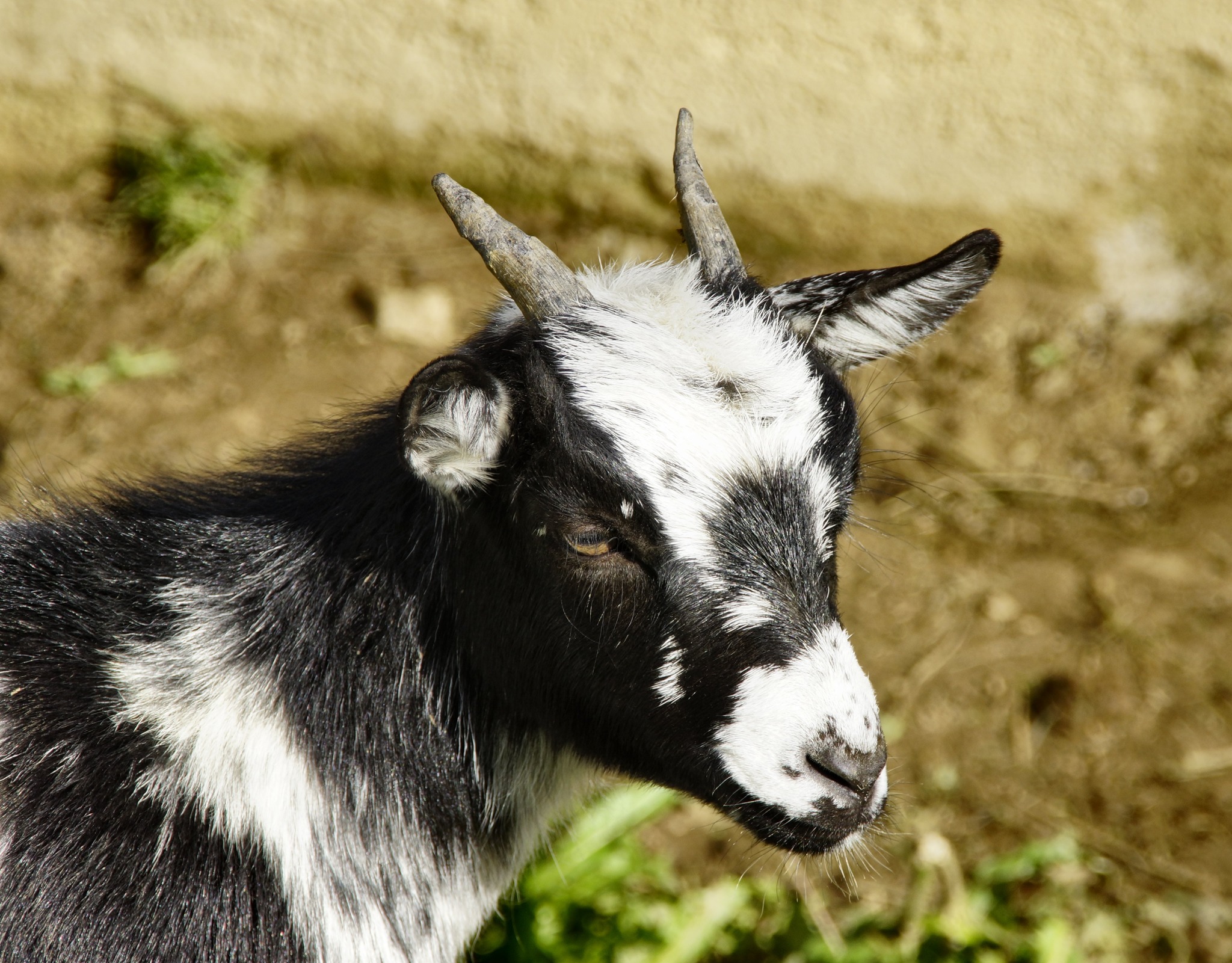 Portrait einer Ziege - Pinzgau