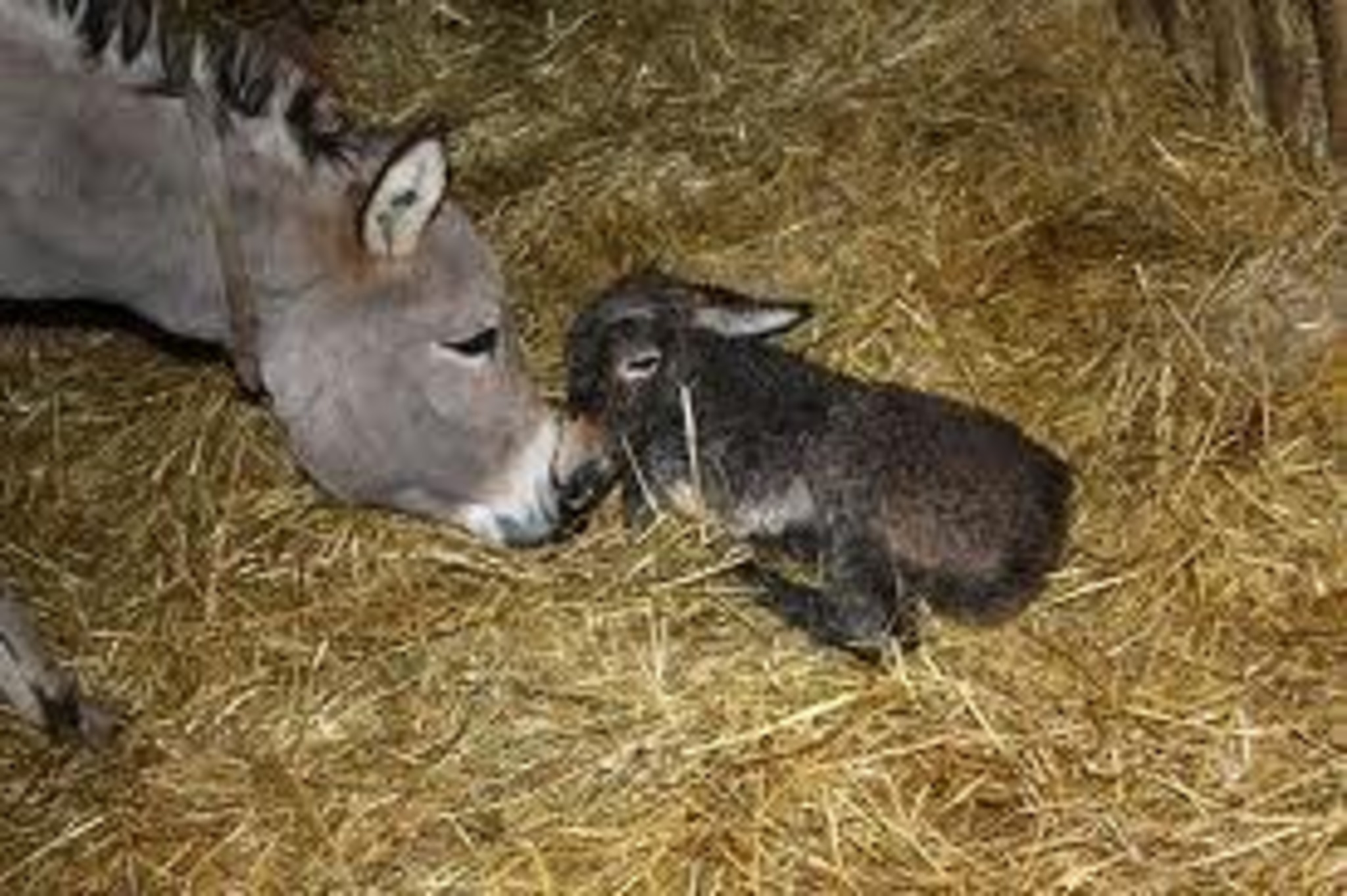 Baby Esel mit seiner Mutter - Güssing