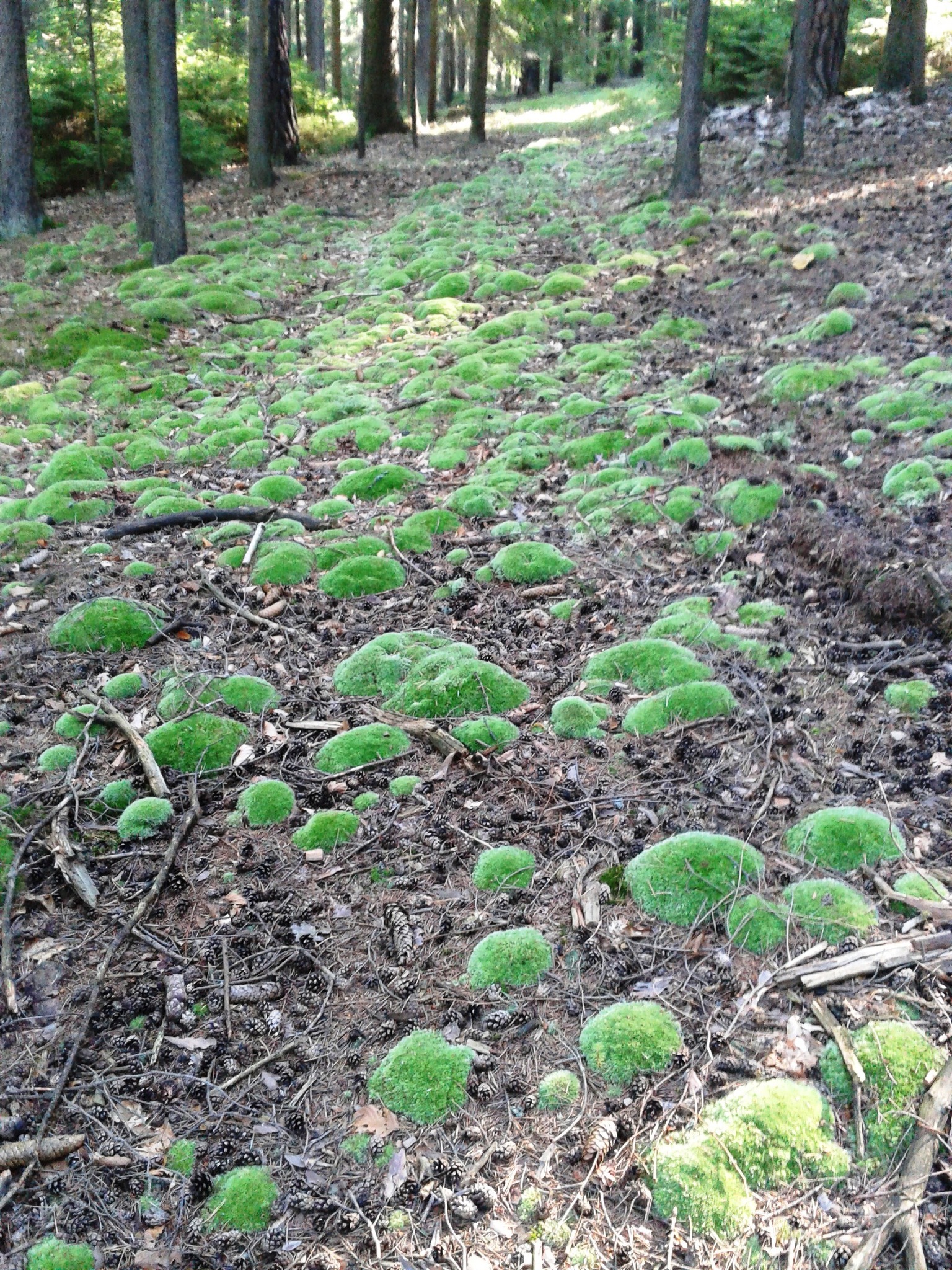 Polstermoos - Gmünd