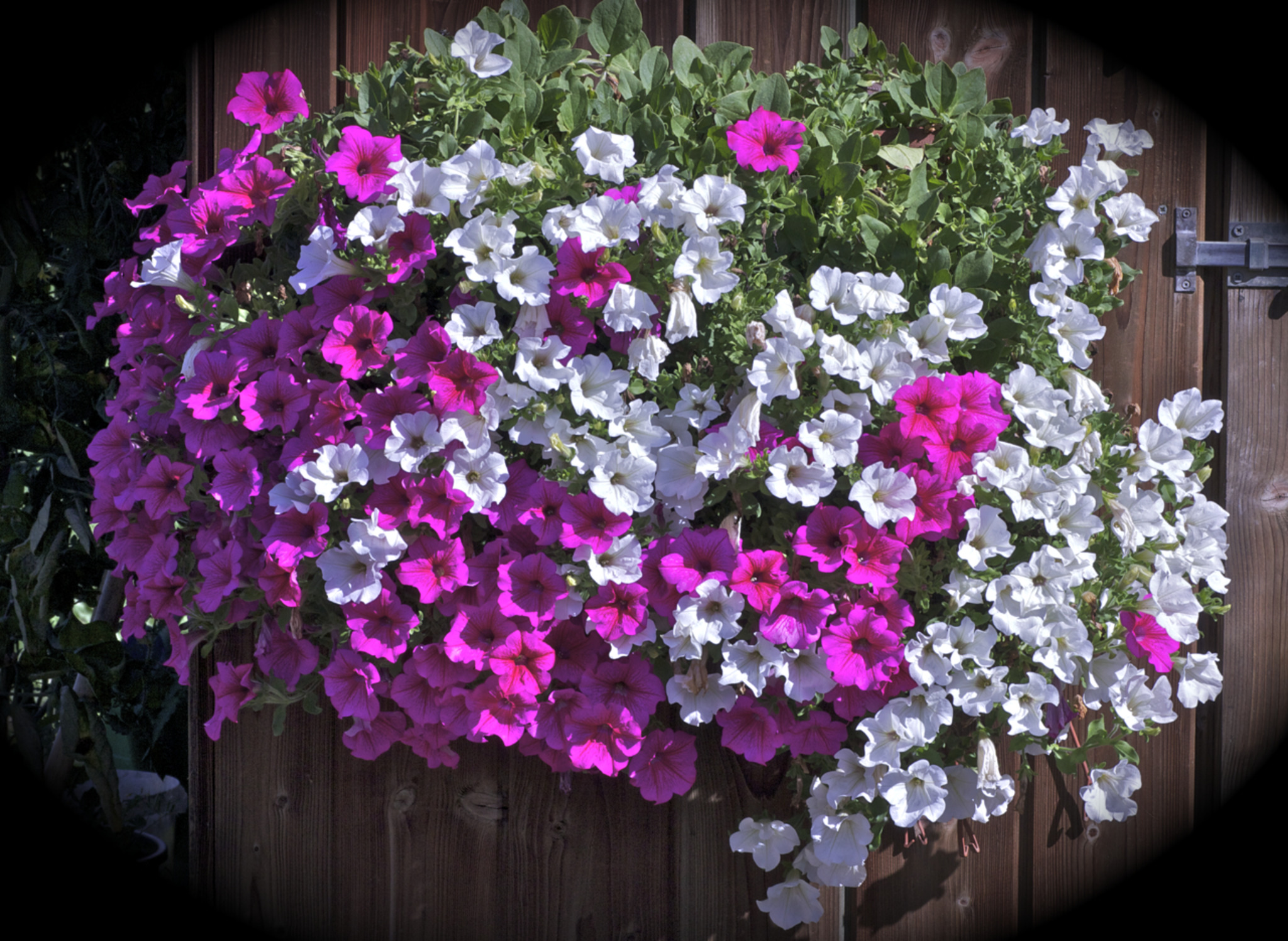 Zierde für meine Gartenhütte - Weiz