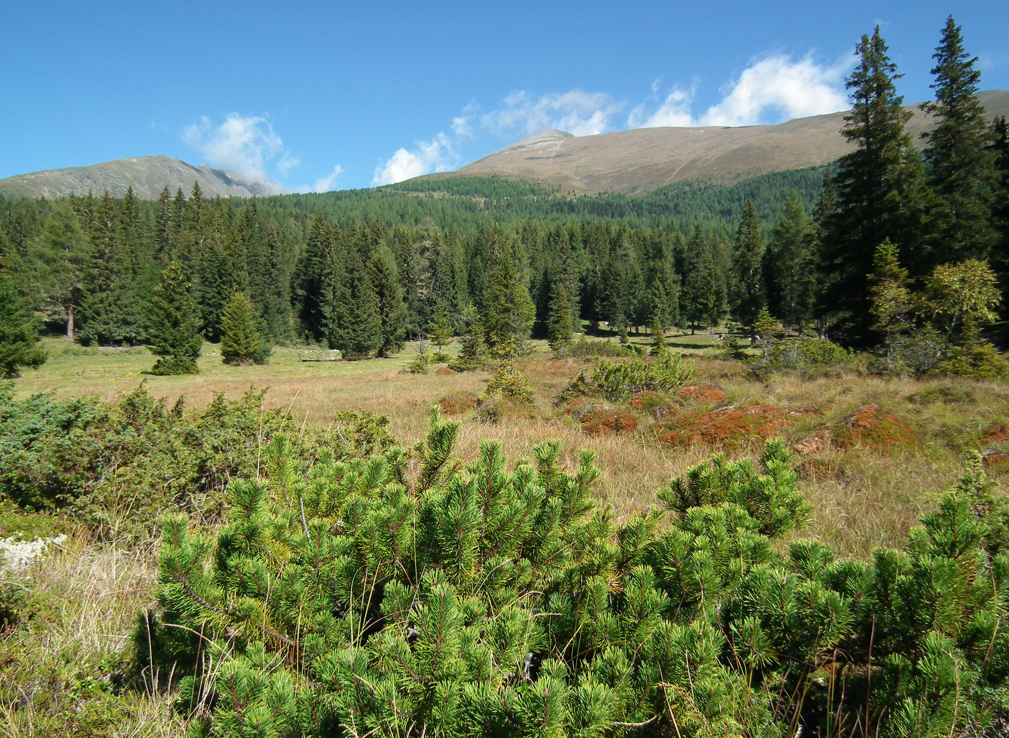Moorlandschaft am Prebersee - Tennengau