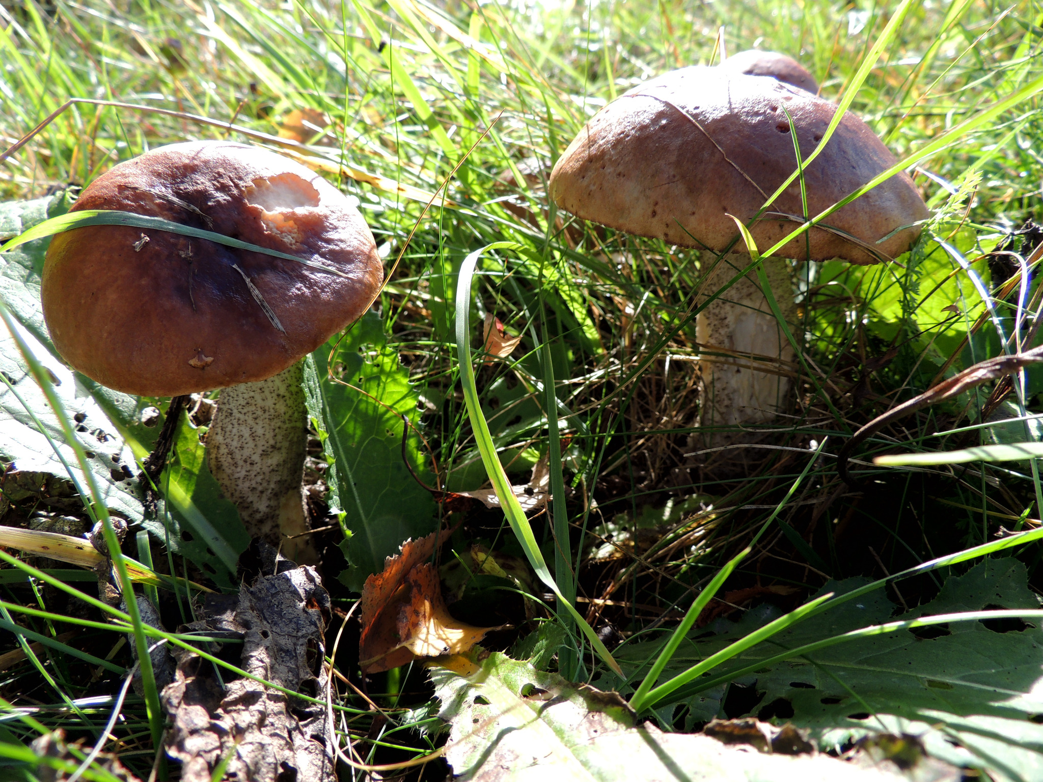 Die Espenrotkappe (Leccinum rufum) - Lungau