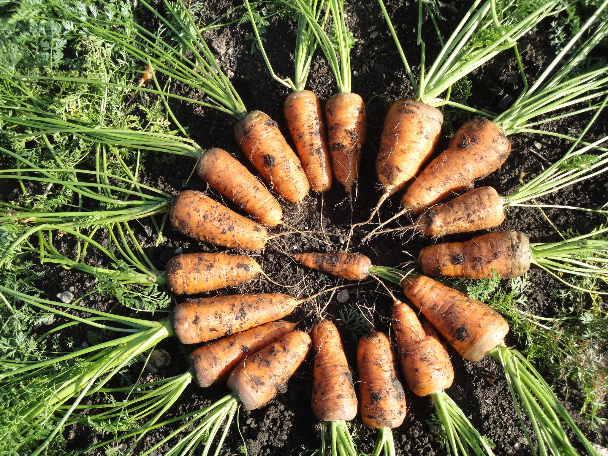 Karottenernte - Lavanttal