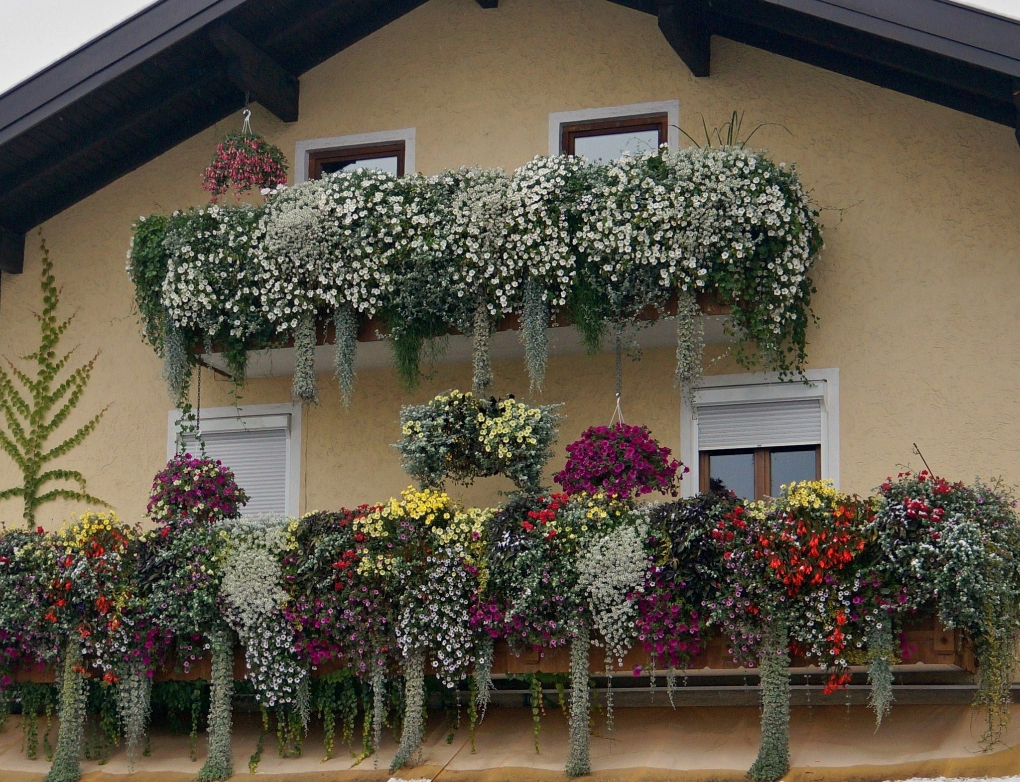 So schöne Balkonblumen ... - Klagenfurt