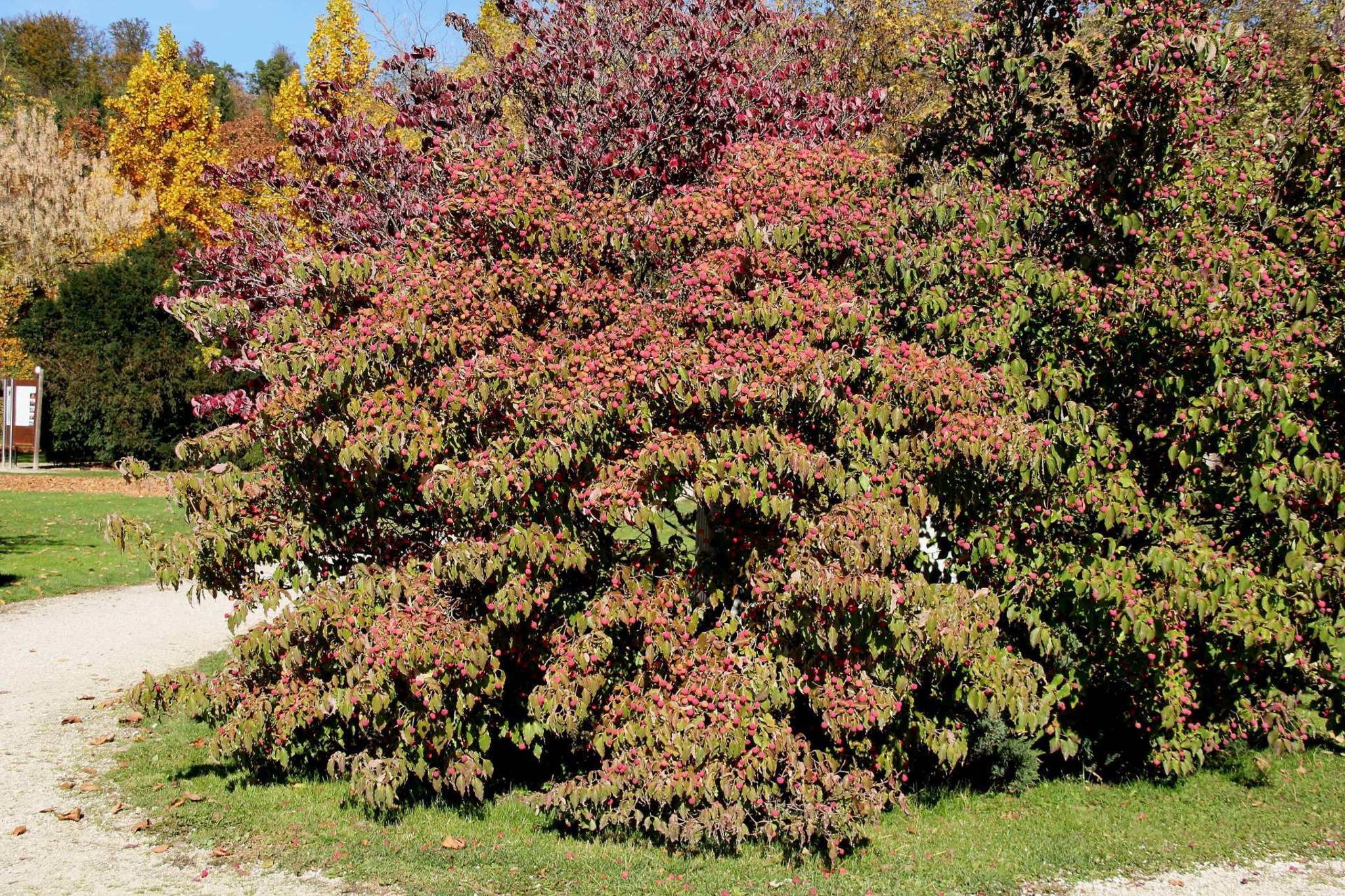 Kennt jemand diesen Strauch und seine"Früchte" - Villach Land