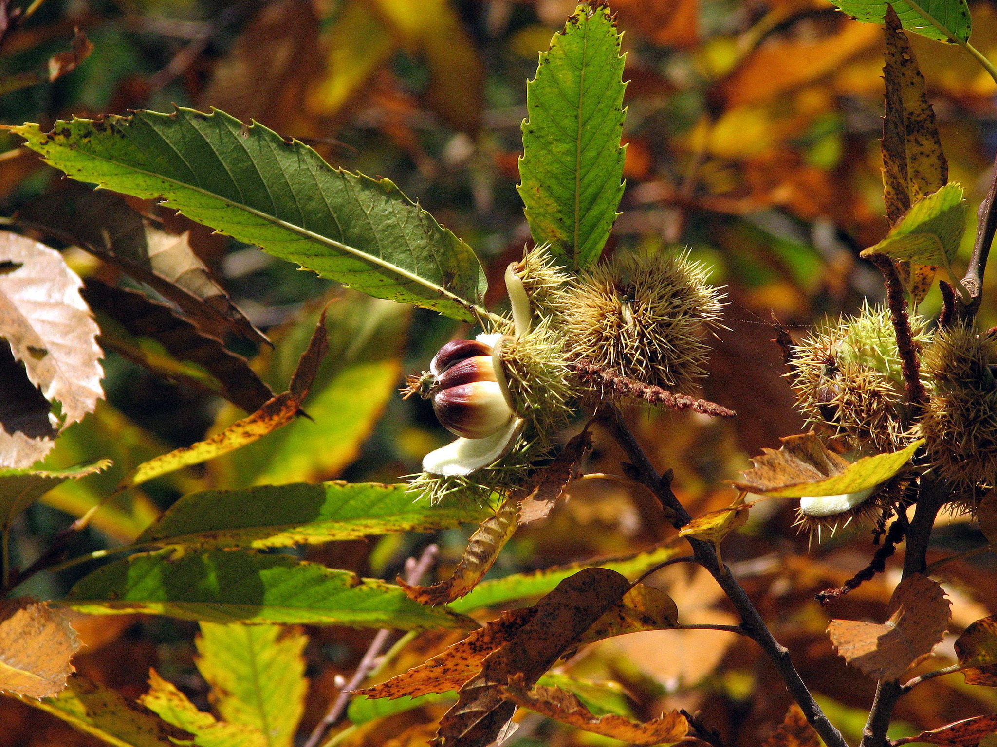 Maroni (2) - Wiener Neustadt
