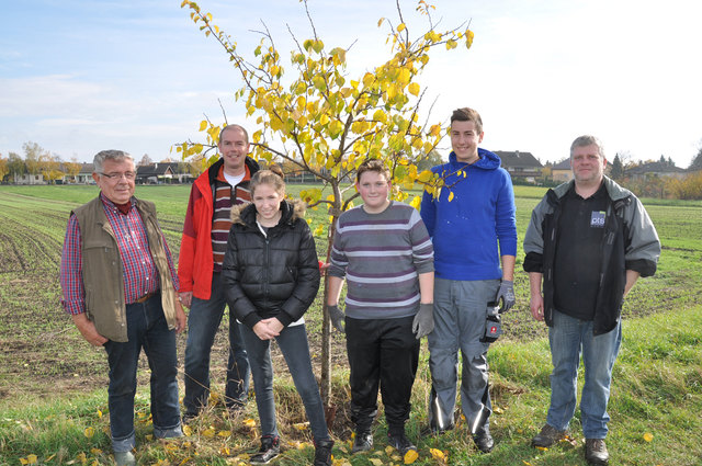 Nachpflanzungen bei Naschweg - Mistelbach