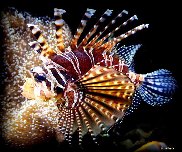 Rotfeuerfisch - Hollabrunn