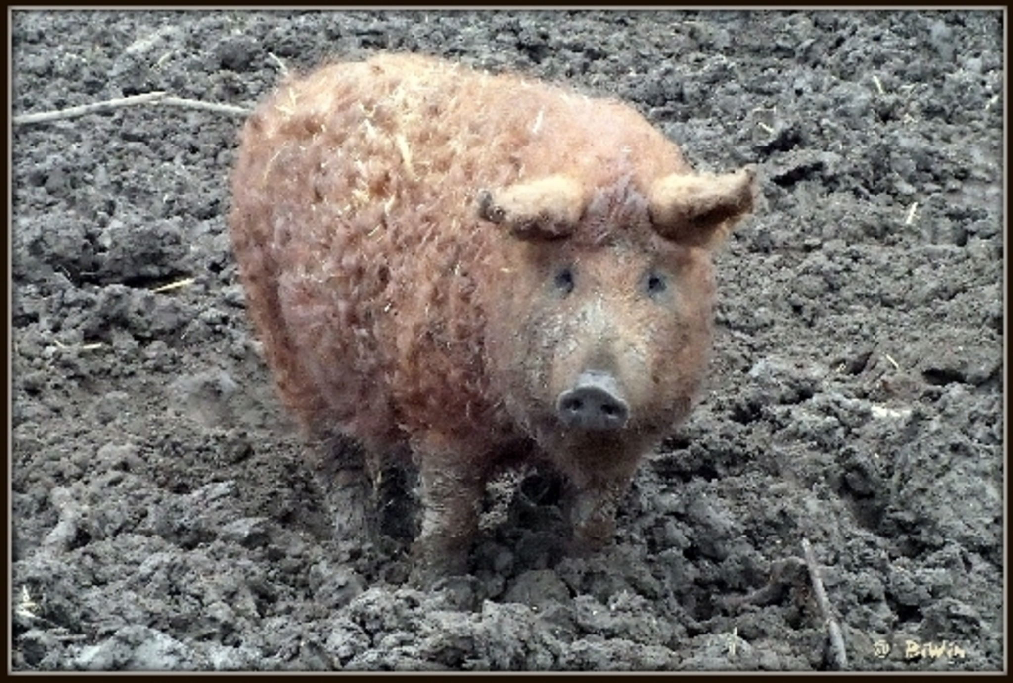 Näheres über das Wollschwein - auch Mangalica genannt - Hollabrunn