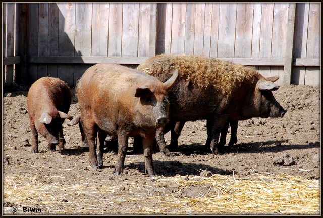 Näheres über das Wollschwein - auch Mangalica genannt - Hollabrunn