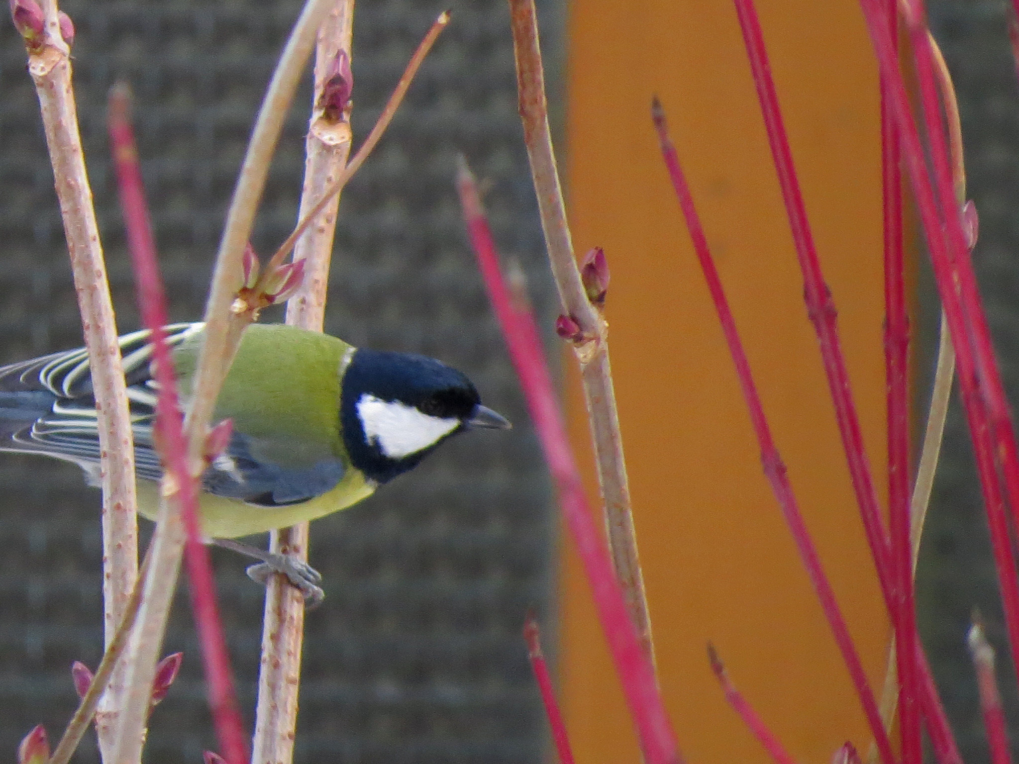 Eine Meise im Winter - Lungau