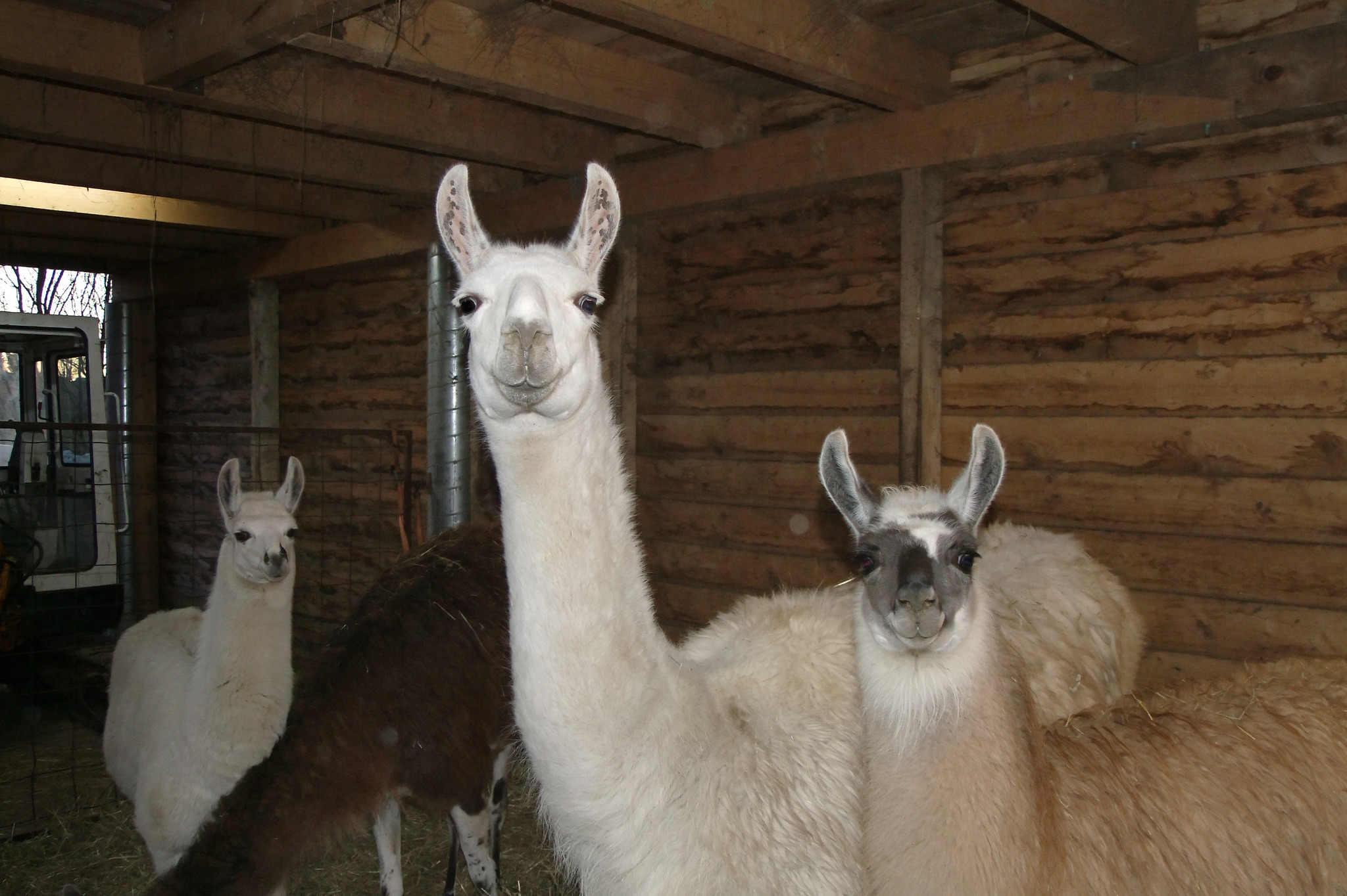 Lächelnde Lamas - Linz