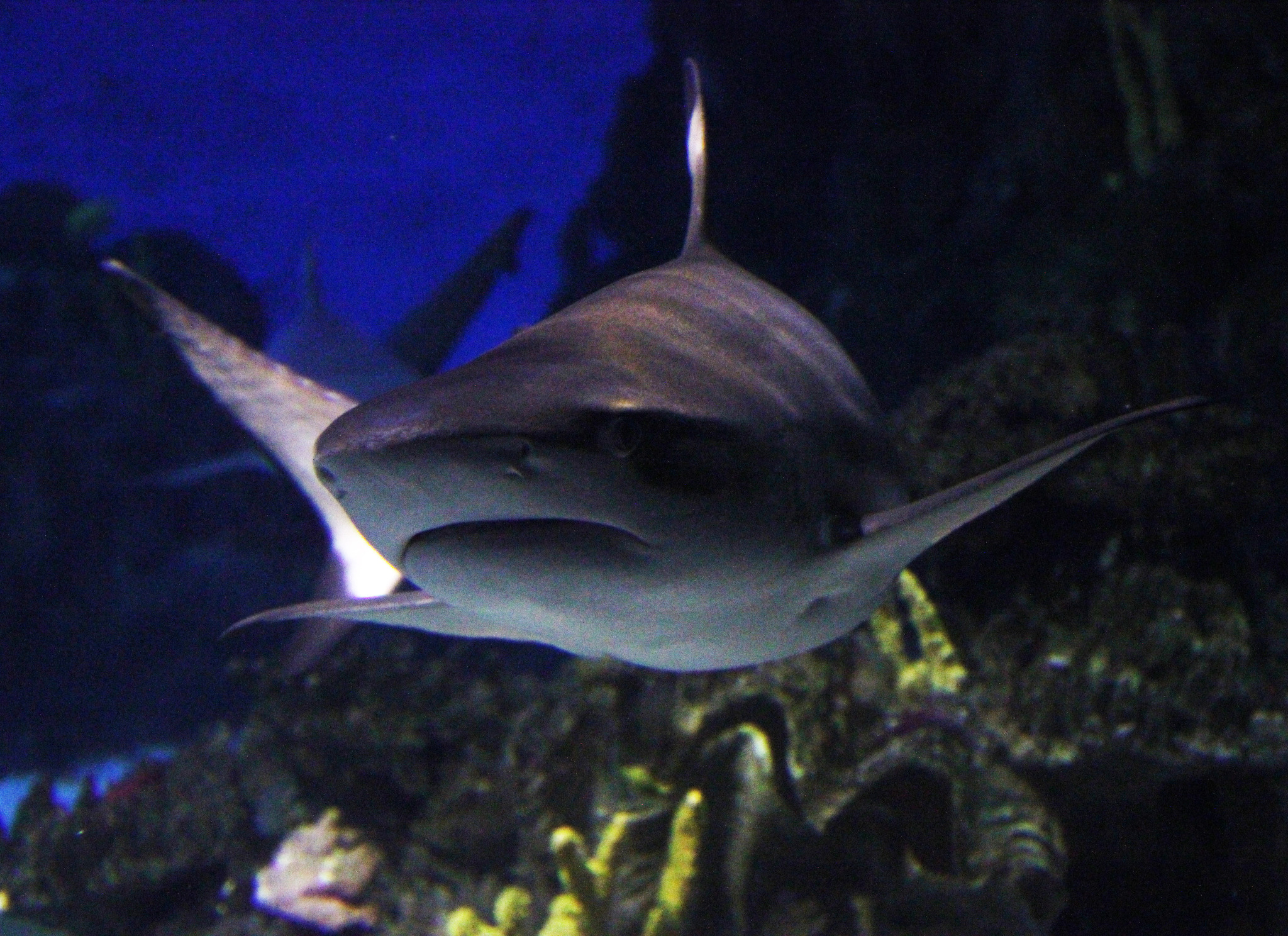 Und der Haifisch, ... - Donaustadt