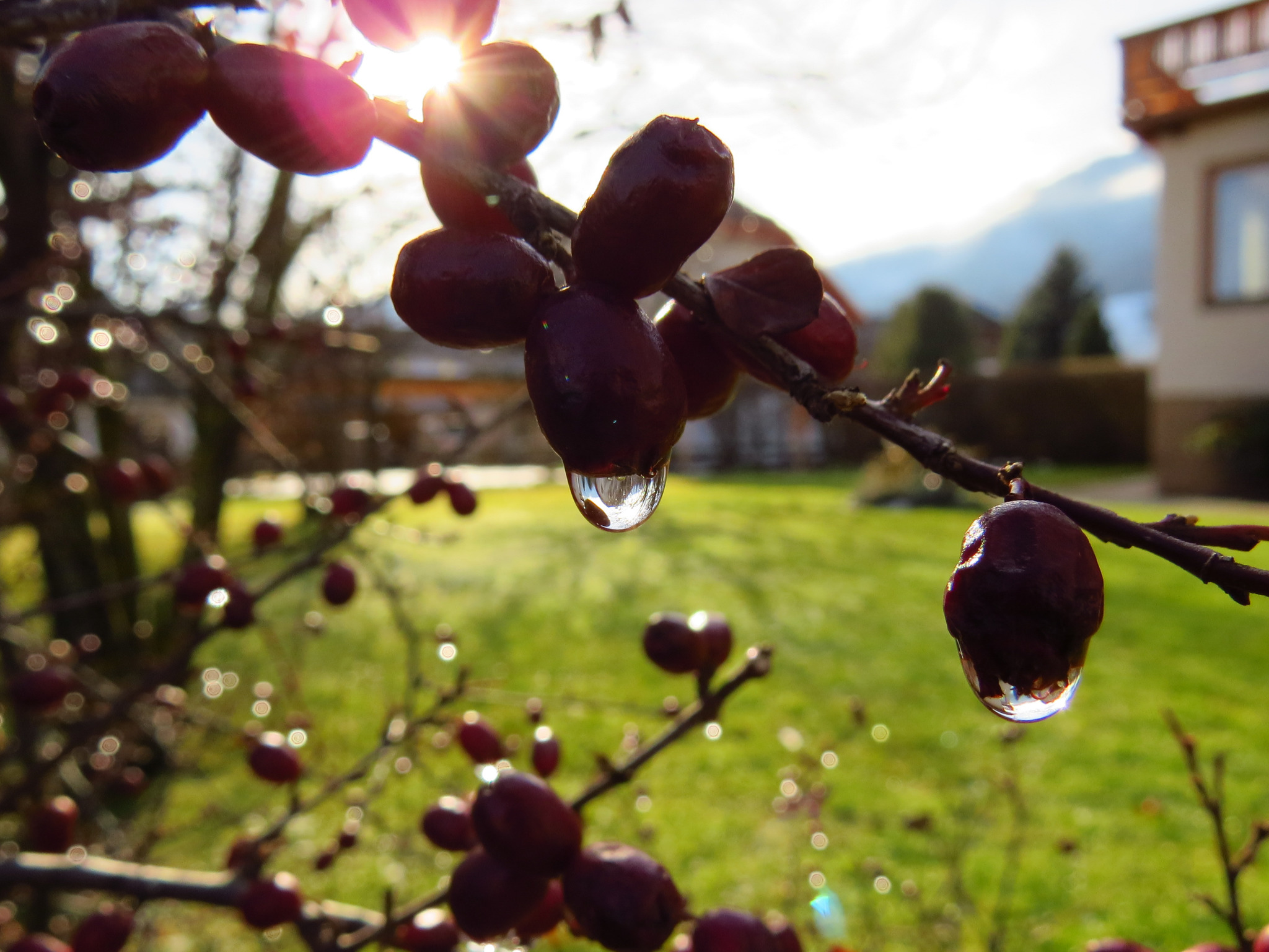 Der Schnupfen kommt... - Lungau