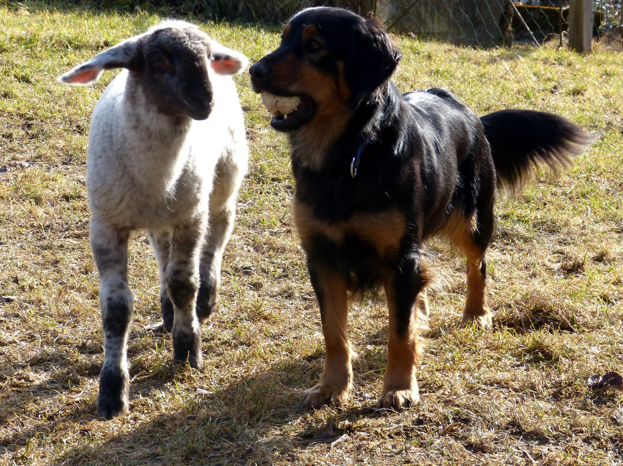 Ganz besondere Tierfreundschaft - St. Veit