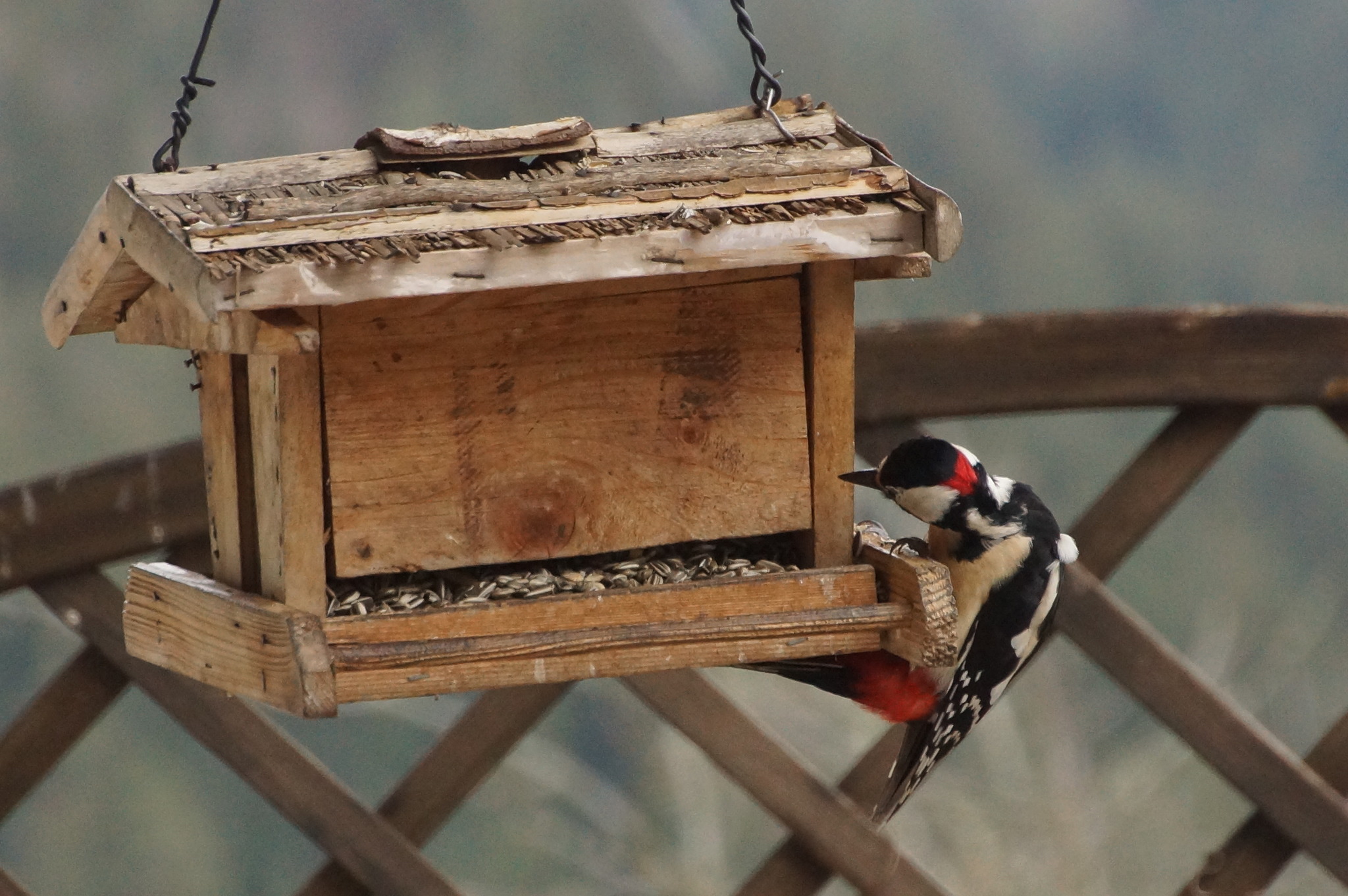 Aaah is eh noch genug für mich - Weiz