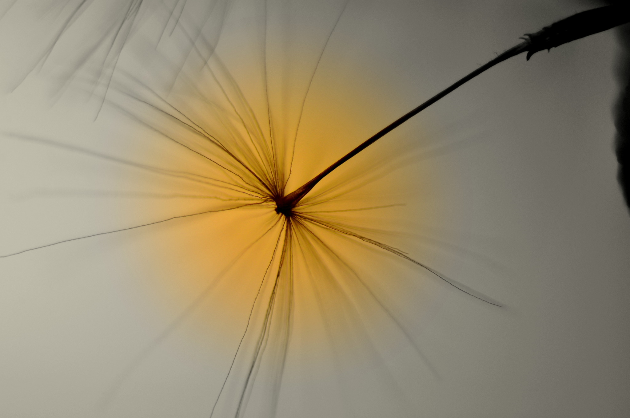 Pusteblume im Winter. - Donaustadt