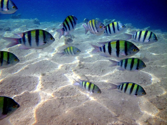 Fische im Roten Meer frei fotografiert - Klagenfurt