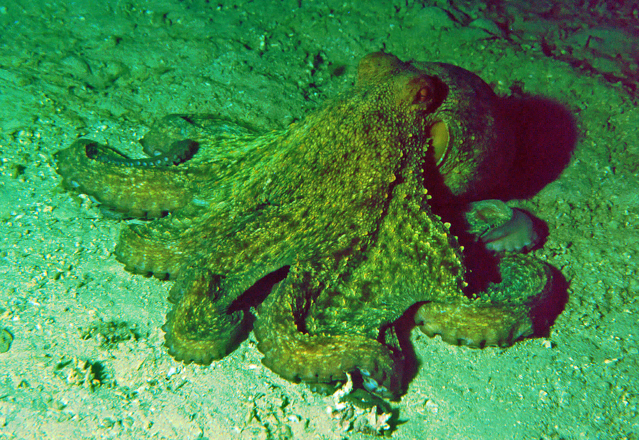 Der Oktopus - ein Tarnkünstler - Braunau