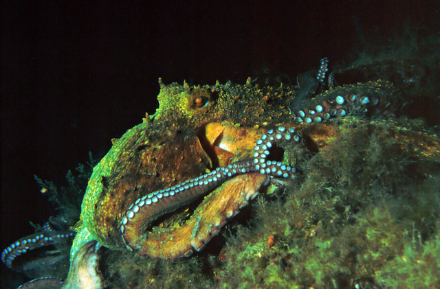 Der Oktopus - ein Tarnkünstler - Braunau