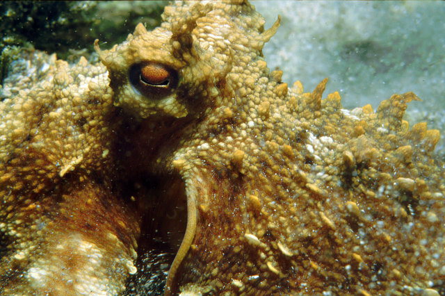 Der Oktopus - ein Tarnkünstler - Braunau