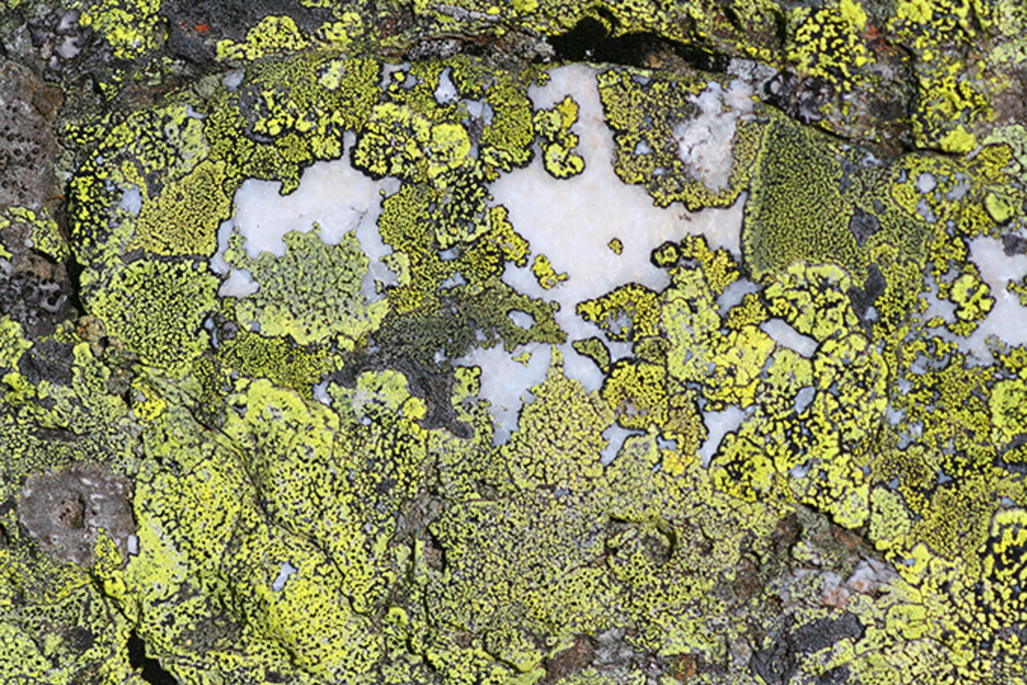 Die Landkartenflechte - Linz