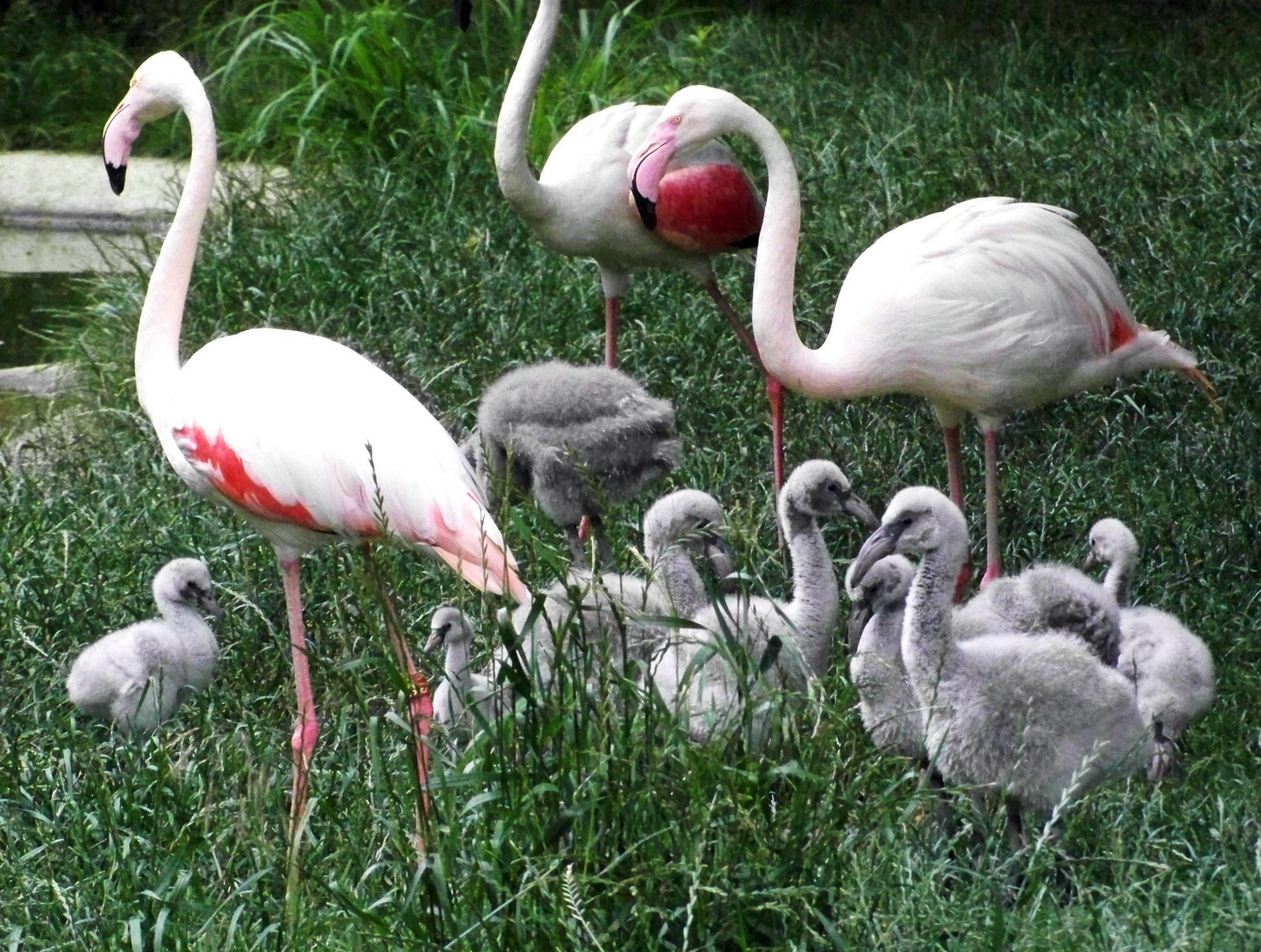 Pretty Flamingo ... - Donaustadt