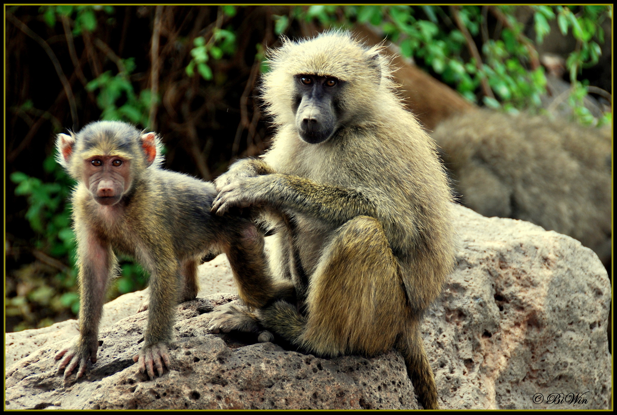 Mich laust der Affe.... - Hollabrunn