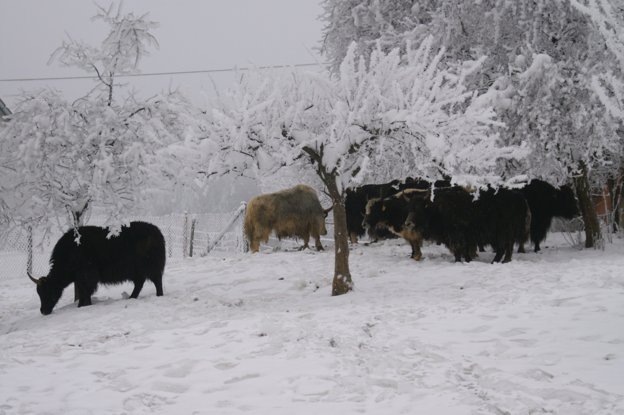 Meine Yak´s im Winter - Weiz